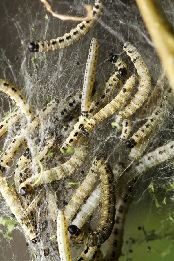 Moth Larvae