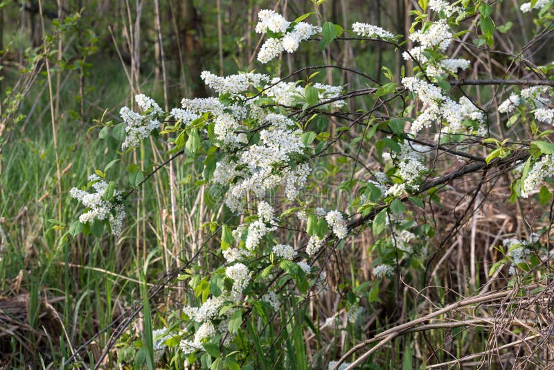Bird Cherry, Prunus Padus Flowering Shrub Selective Focus Stock Photo ...
