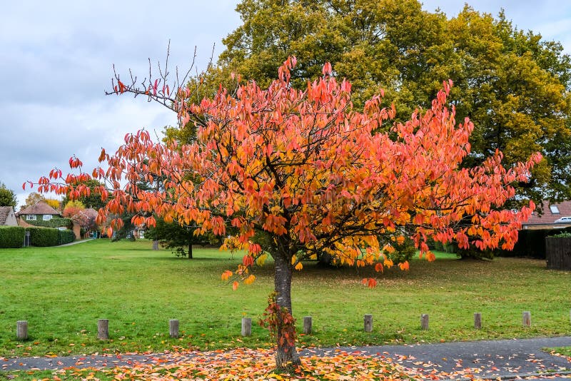 Bird Cherry Prunus Padus Tree Leaves in Autumn in East Grinste Stock ...