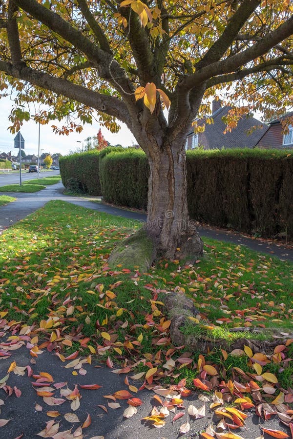 Bird Cherry Prunus Padus Tree in Autumn in East Grinstead Stock Image ...