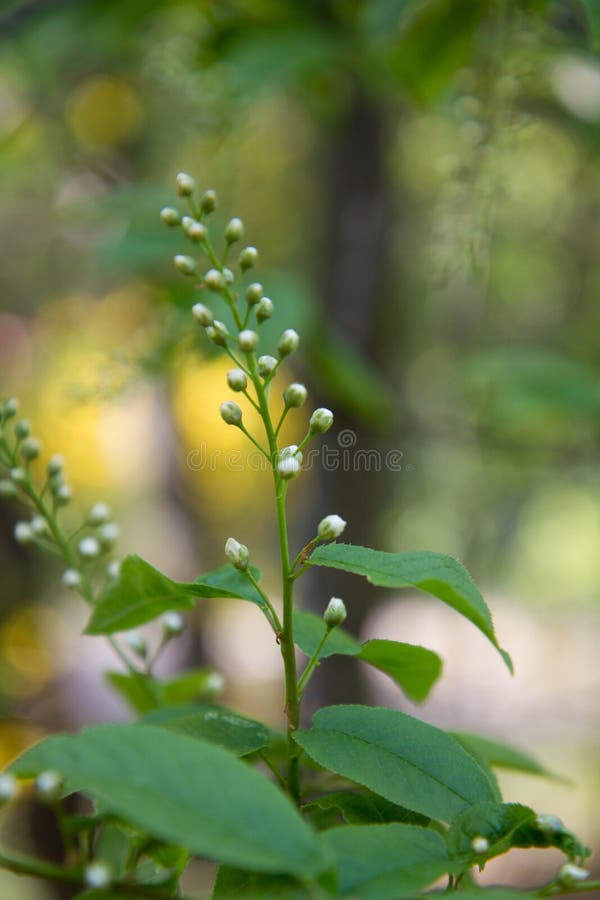 The Bird Cherry Prunus Padus Stock Photo - Image of beautiful, blossom ...