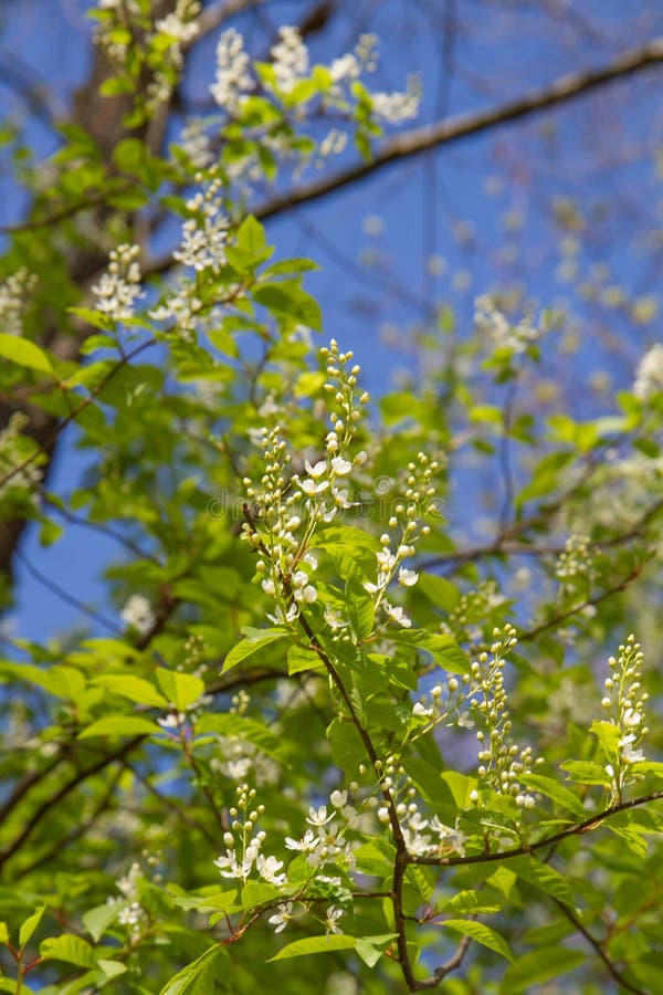 The Bird Cherry Prunus Padus Stock Photo - Image of leaf, hagberry ...
