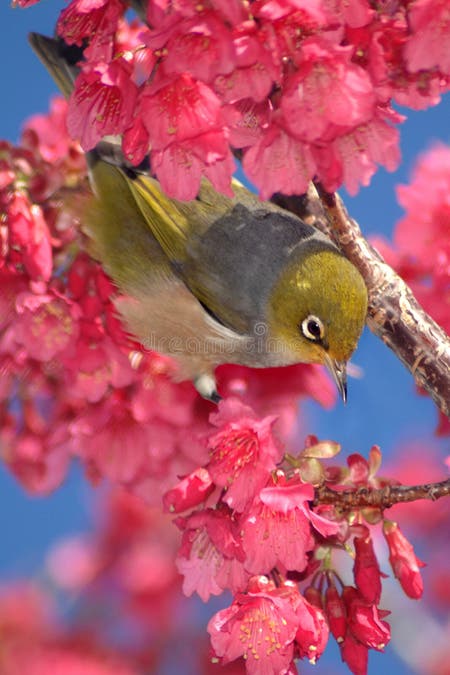 Bird in Cherry Tree stock image. Image of smooth, bird - 3013857