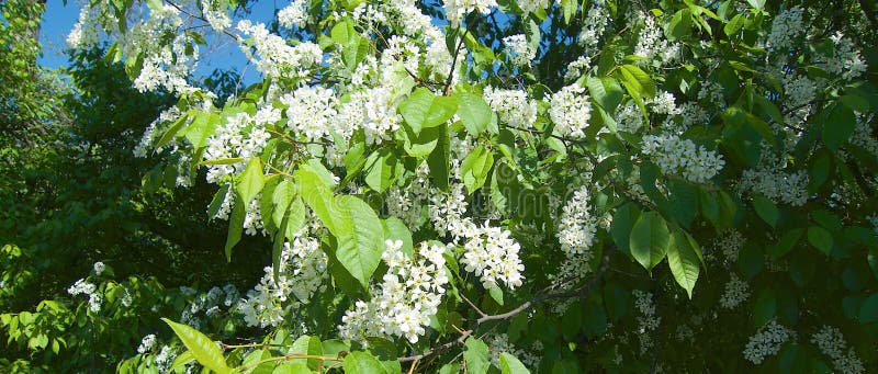 A flowering hackberry tree stock photo. Image of cherry - 174637772
