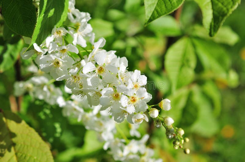 Bird Cherry Tree in Blossom Stock Photo - Image of green, chokecherry ...