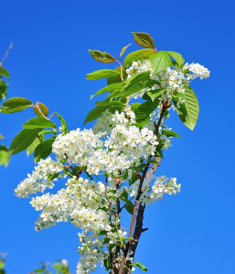 Bird Cherry Tree in Blossom Stock Photo - Image of bouquet, flower ...