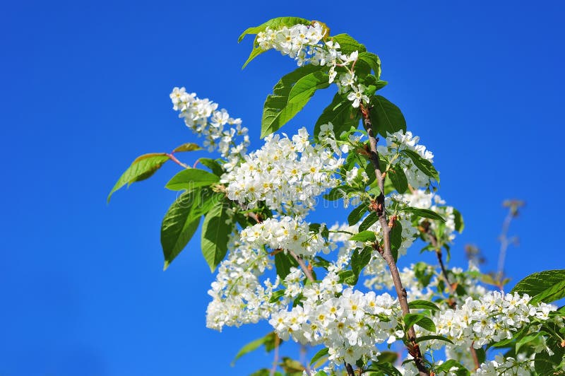 Bird Cherry Tree in Blossom Stock Image - Image of color, aroma: 115822137