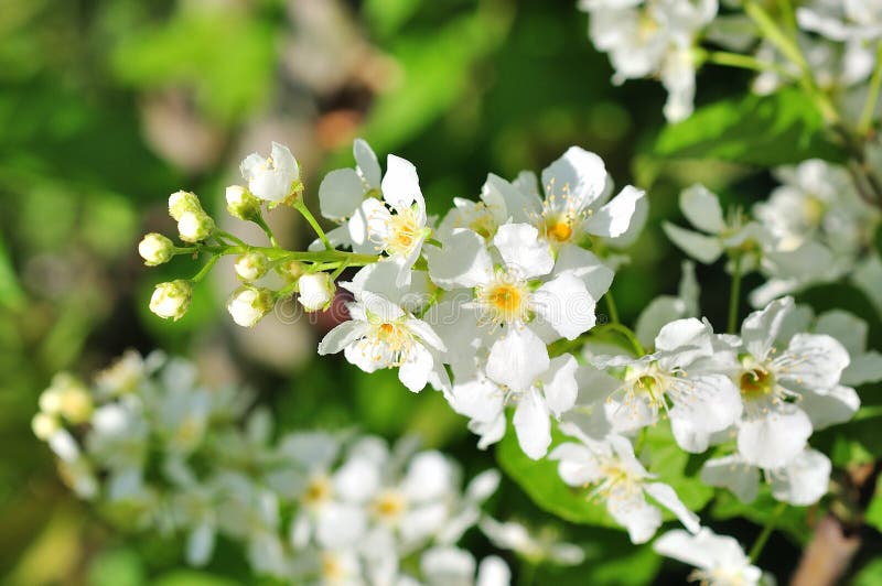 Bird Cherry Tree in Blossom Stock Photo - Image of close, aroma: 115822234