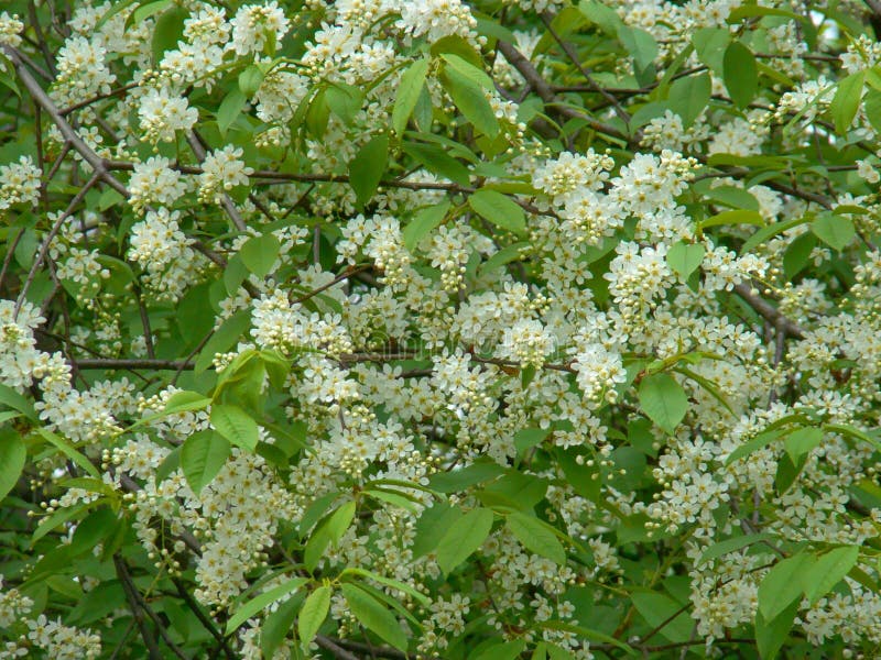 Bird-cherry tree blossom stock image. Image of botanical - 92403395