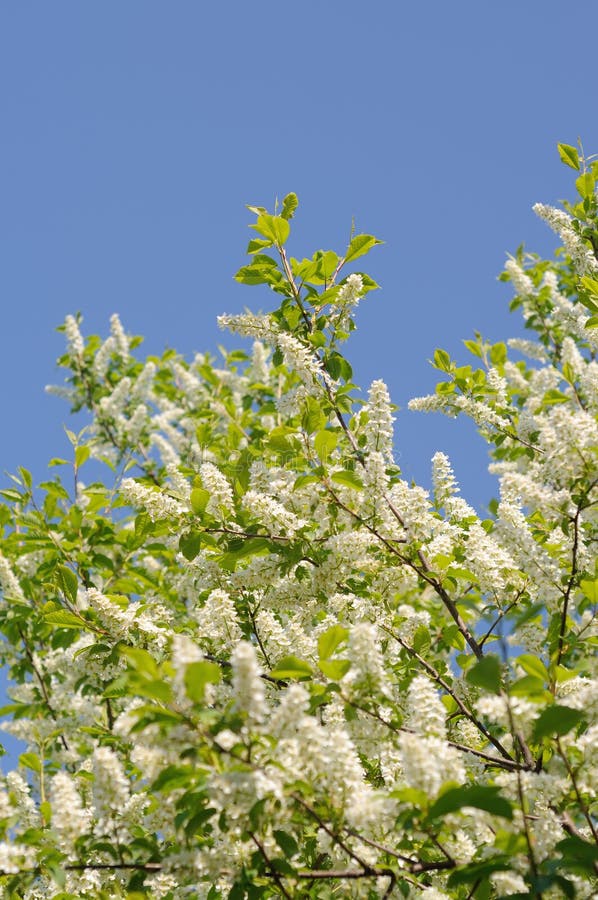 Bird Cherry Tree in Early Spring Stock Image - Image of cherry, period ...