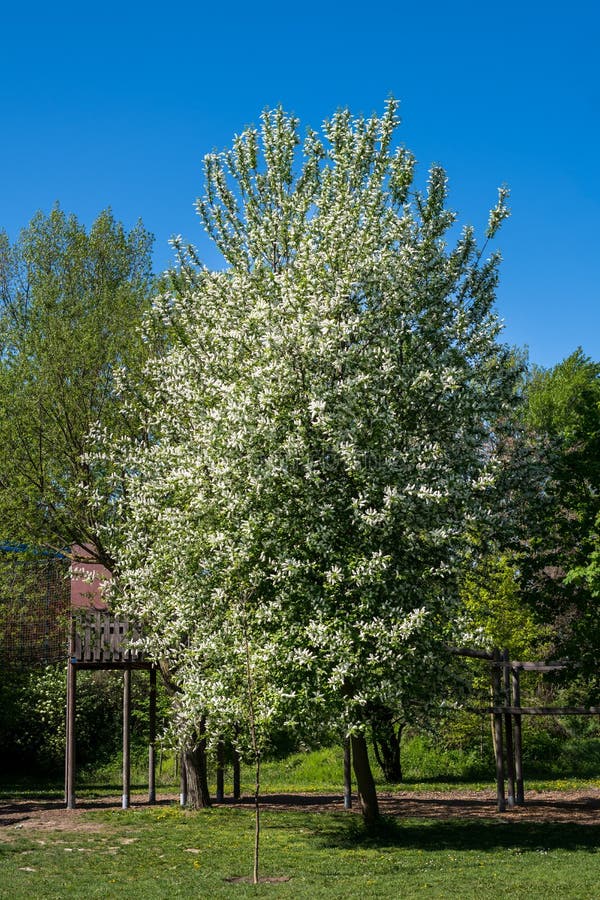 A Bird Cherry Tree in a Garden Stock Image - Image of bright, closeup ...