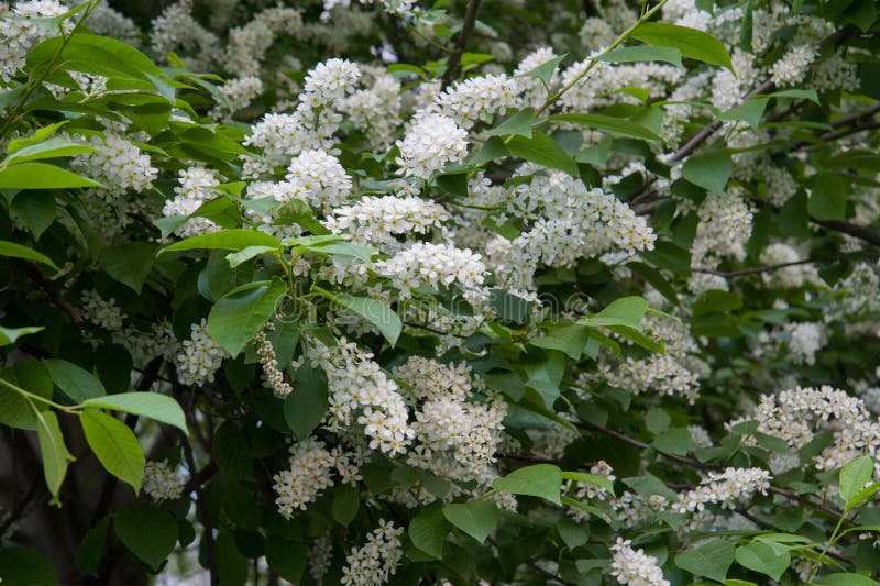 Bird cherry tree stock image. Image of leaves, branches - 40831497