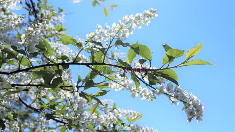 Fragrant Flowering Bird Cherry Tree on a Sunny Spring Day Stock Image ...