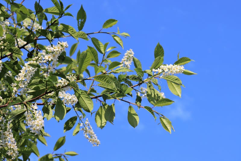 Fragrant Flowering Bird Cherry Tree on a Sunny Spring Day Stock Photo ...