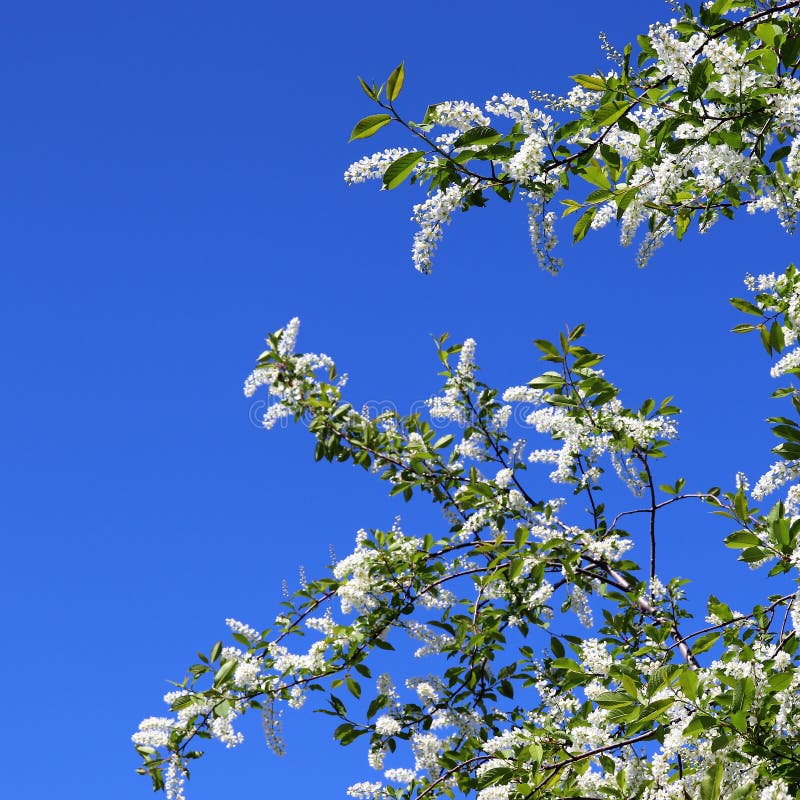 Fragrant Flowering Bird Cherry Tree on a Sunny Spring Day Stock Image ...