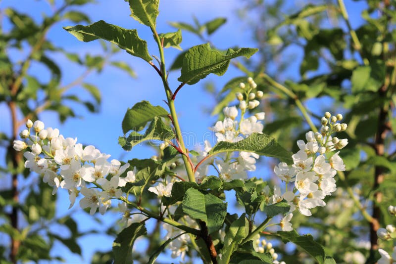 Fragrant Flowering Bird Cherry Tree on a Sunny Spring Day Stock Image ...