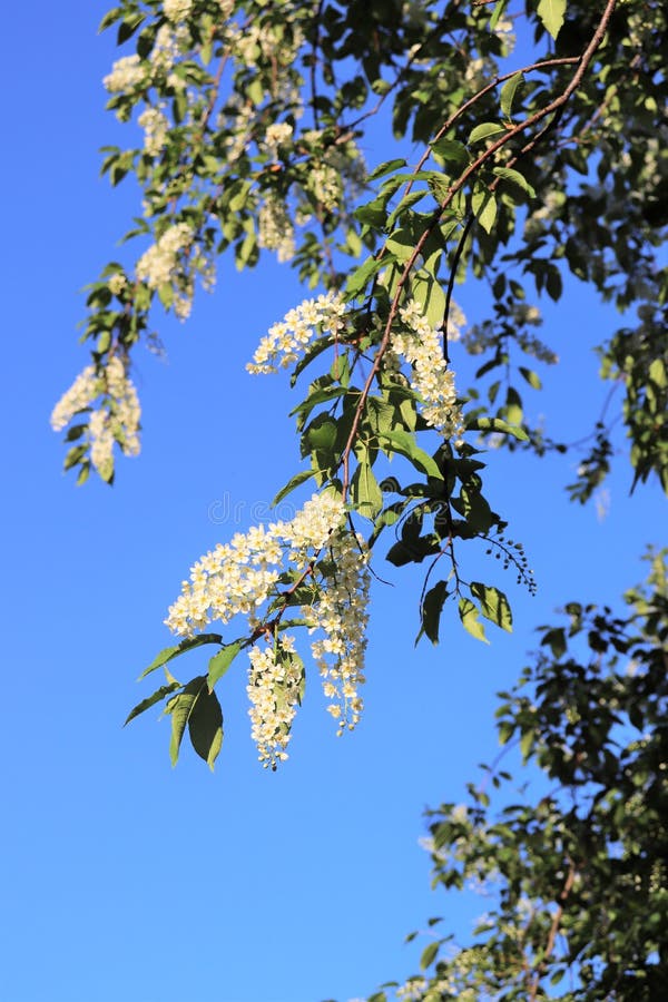 Fragrant Flowering Bird Cherry Tree on a Sunny Spring Day Stock Image ...