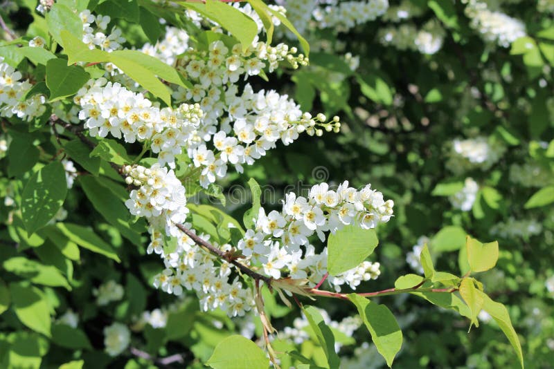 Fragrant Flowering Bird Cherry Tree on a Sunny Spring Day Stock Photo ...