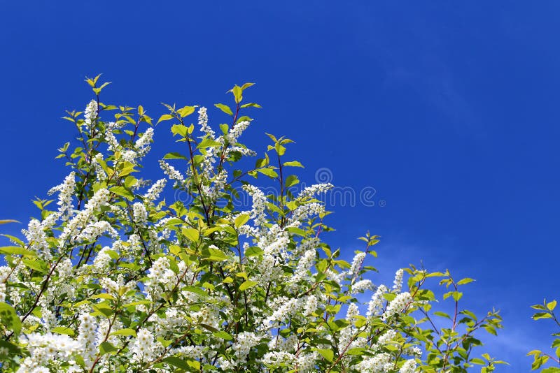 Fragrant Flowering Bird Cherry Tree on a Sunny Spring Day Stock Image ...