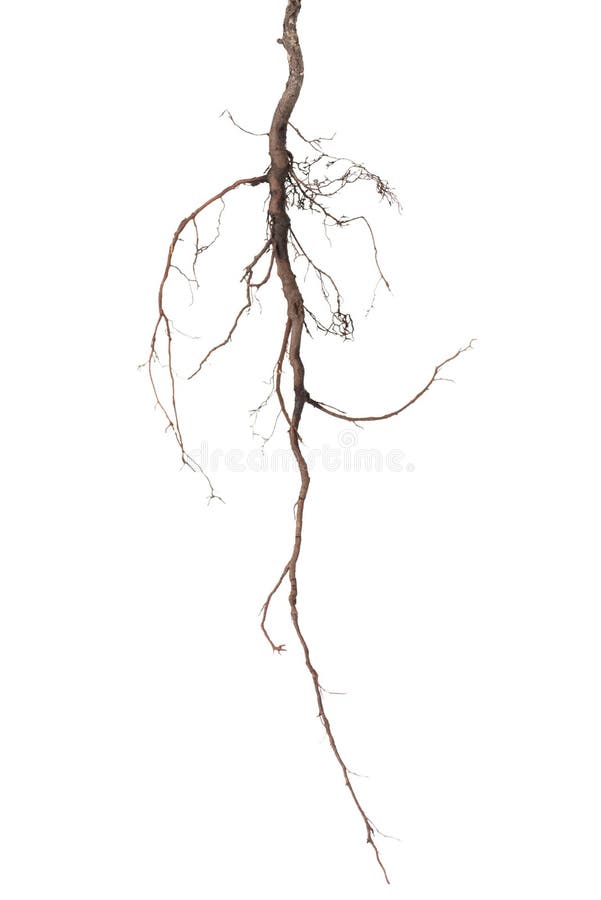 Bird Cherry Tree Roots is Isolated on White Background Stock Image ...