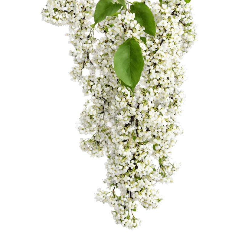 Bird Cherry Tree Small Tree with Smooth Gray Bark and Long Clusters of ...