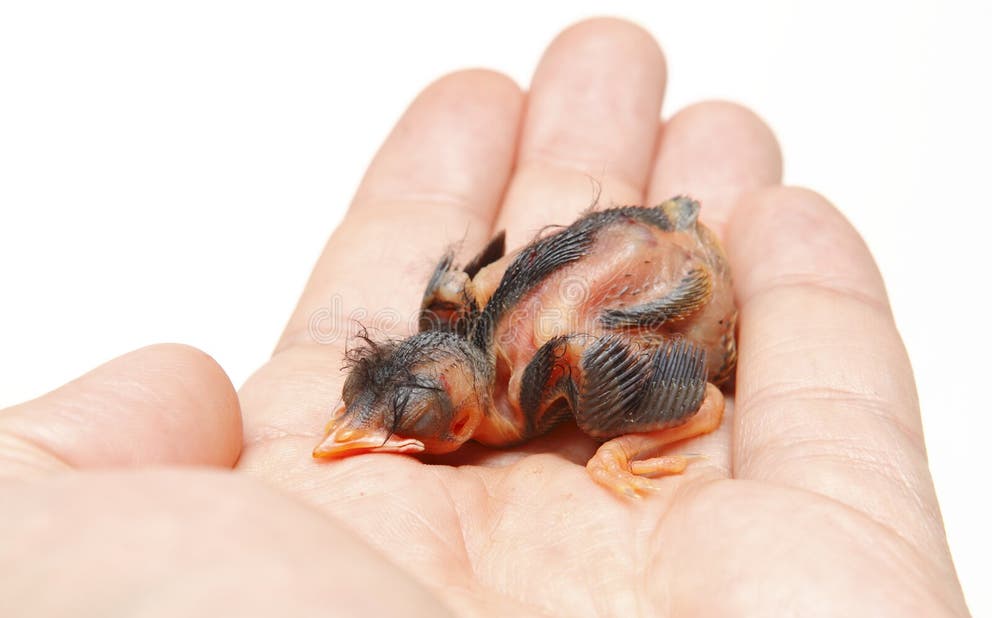 Bird chick stock image. Image of baby, hand, chick, closed - 24718105