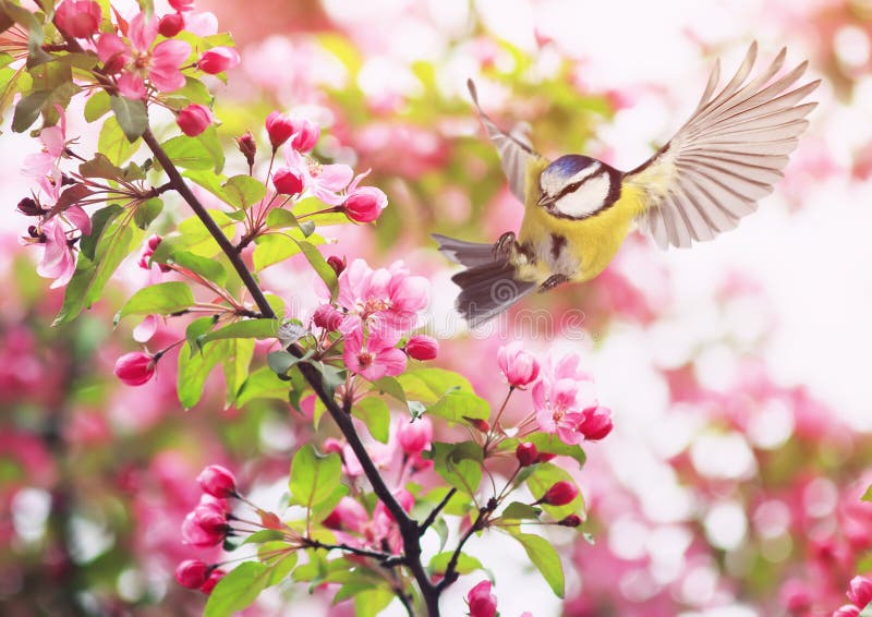 Bird - Chickadee stock photo. Image of eyes, feathers - 14146120