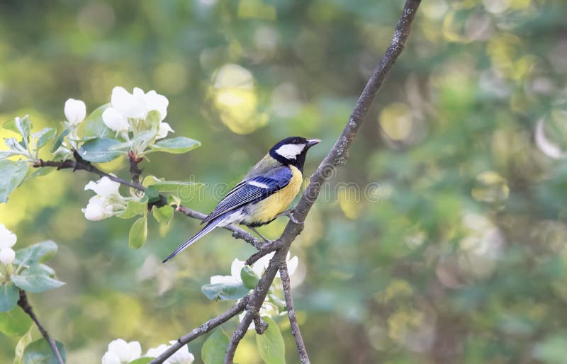 Bird Chickadee Sings a Song Sitting on a Blossoming Branch in the ...