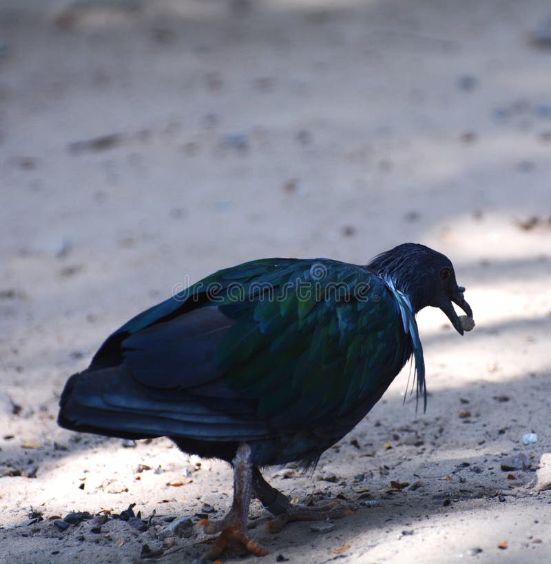 Bird chicken Blue stock photo. Image of colourful, farm - 48242540