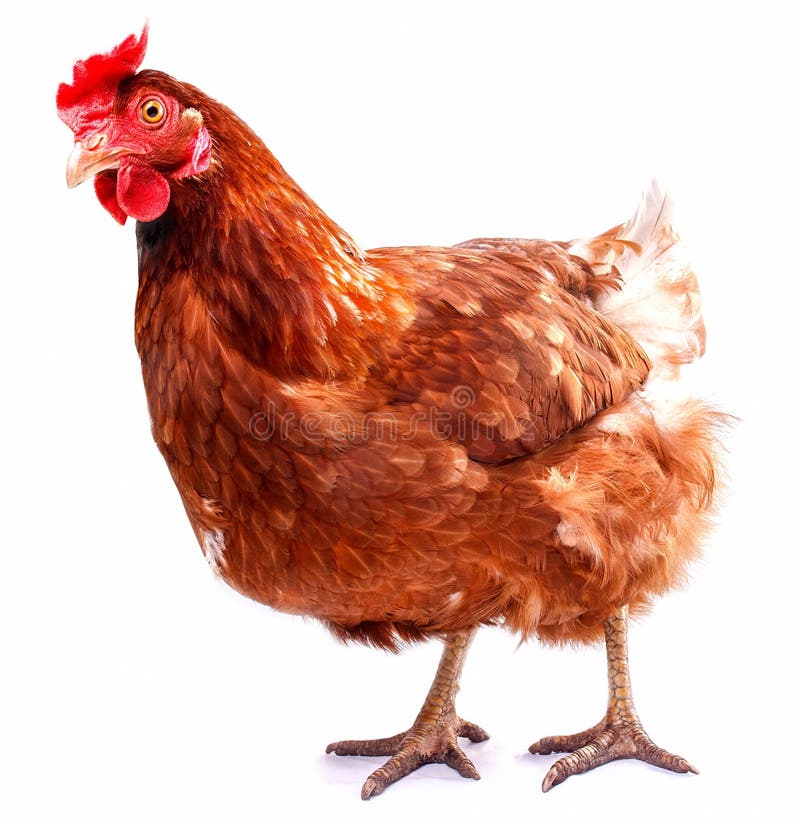 Chicken White Background