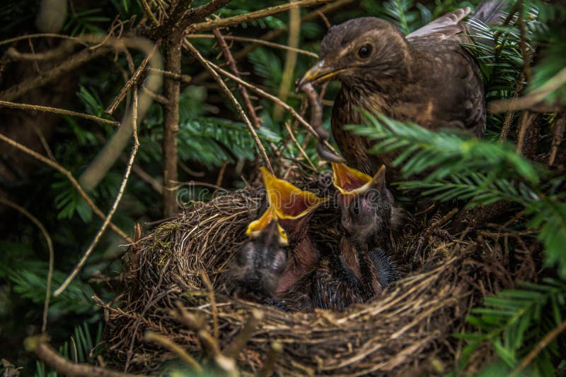 The bird and chicks stock photo. Image of nature, nest - 92365230