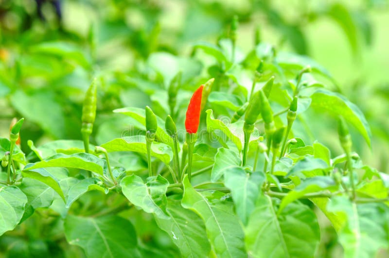 Bird chilli stock photo. Image of vegetable, growth, plant - 20938500