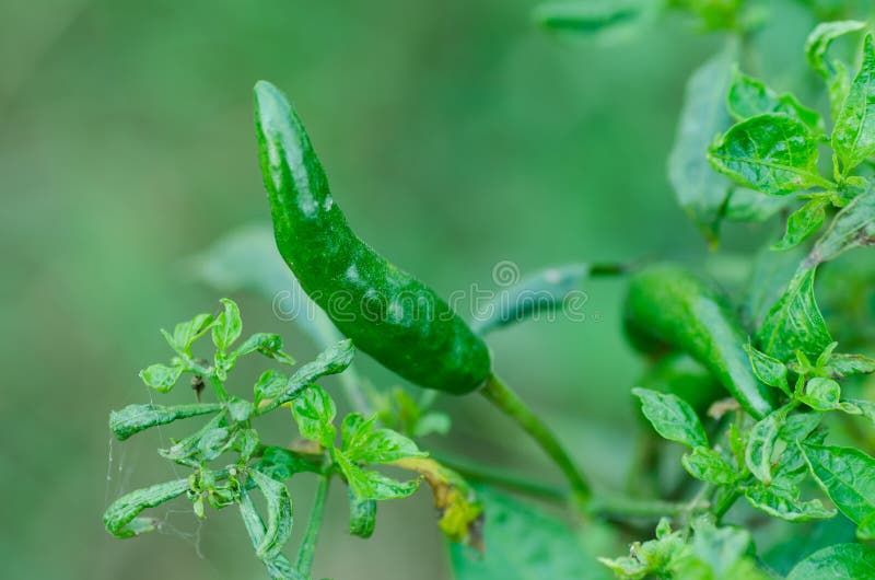 Bird chilli stock image. Image of cooking, natural, organic - 39530079