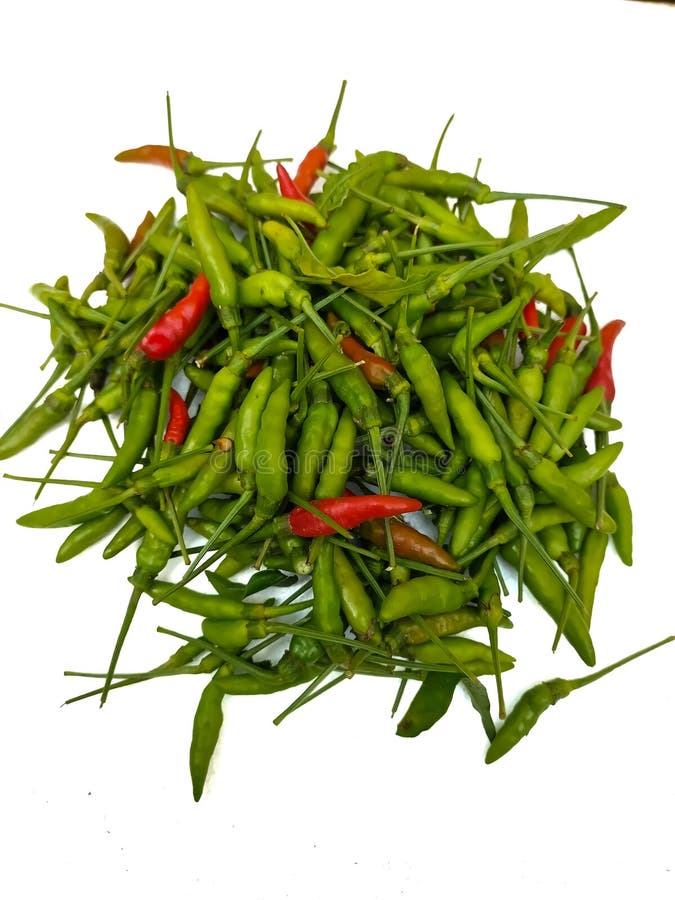 Bird Chilli, Thai pepper stock photo. Image of closeup - 284078776