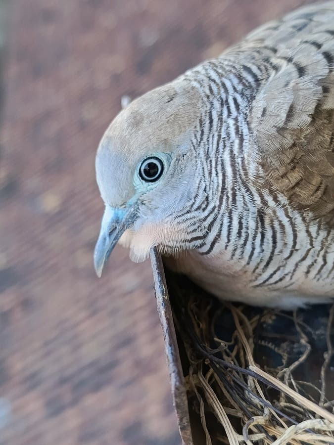 A Bird Chilling in Her Nest Keeping Her Eggs Warm Stock Image - Image ...