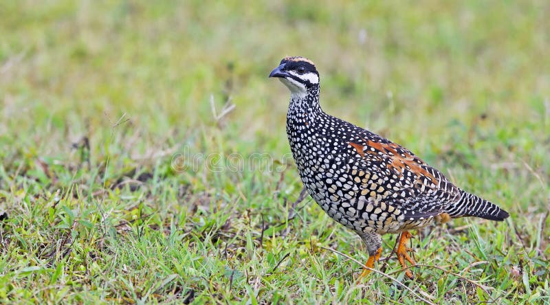 Bird, Chinese Francolin Francolinus Pintadeanus Stock Image - Image of animal, ground: 87854501