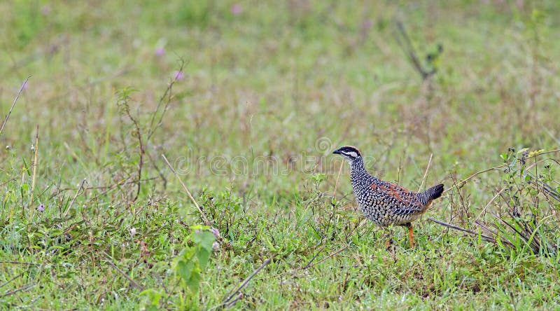 Bird, Chinese Francolin Francolinus Pintadeanus Stock Image - Image of ...