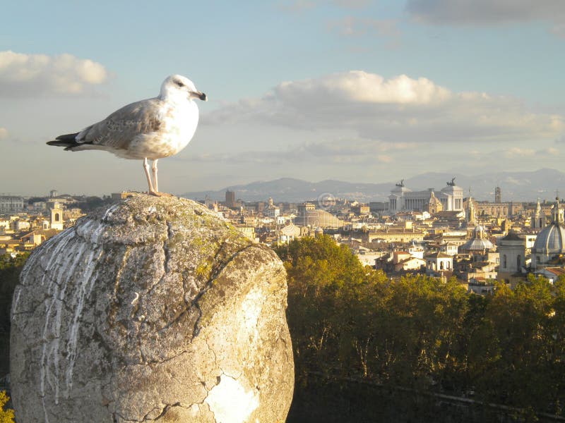 Bird in Rome stock image. Image of travel, rome, month - 31140805