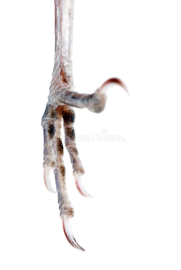 Bird claw isolated stock image. Image of beak, feet, isolated - 17386189