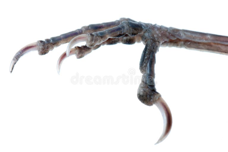 Bird claw isolated stock image. Image of sparrow, nature - 17386199