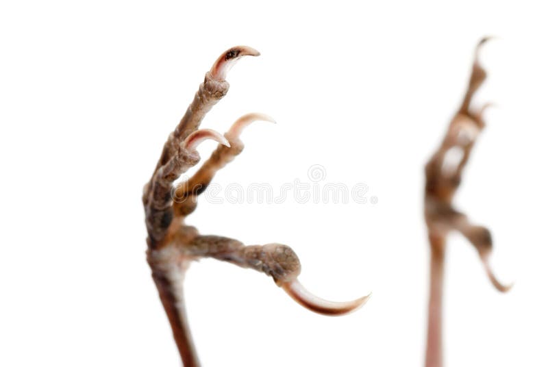 Bird claw isolated stock image. Image of sparrow, nature - 17386199