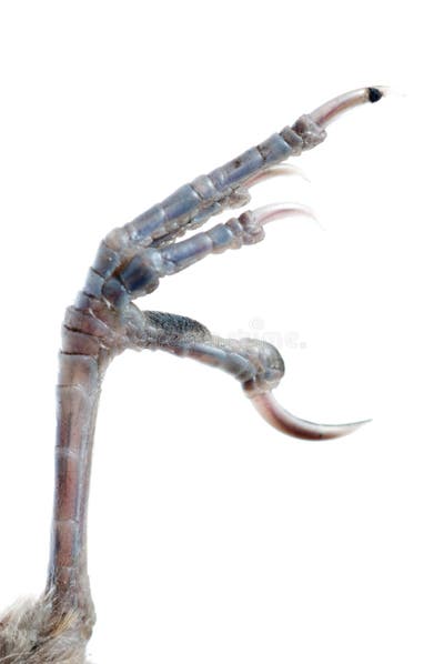 Bird claw isolated stock image. Image of beak, brown - 17584751