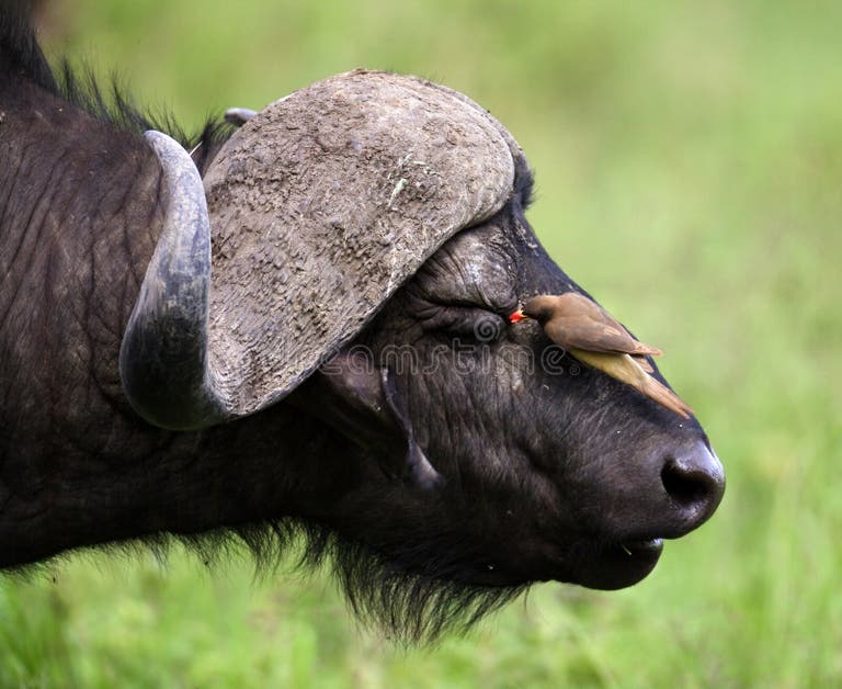 Bird cleans buffalo eyes stock image. Image of africa - 14690049