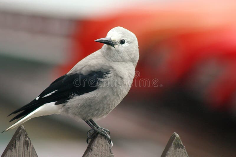 Bird Close-up stock photo. Image of great, garden, beautiful - 1153828