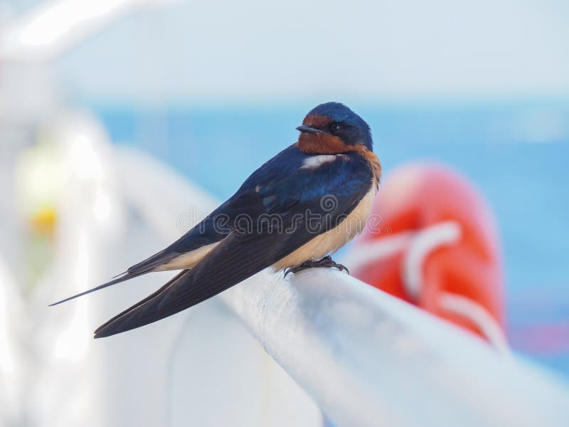 Bird Closeup of Barn Swallow (Hirundo Rustica) Stock Image - Image of ...