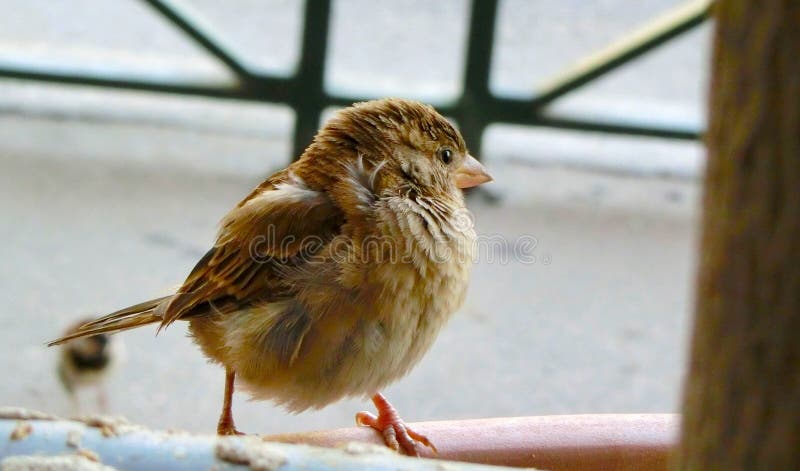 Bird closeup raw image stock photo. Image of bird, feathers - 48025014