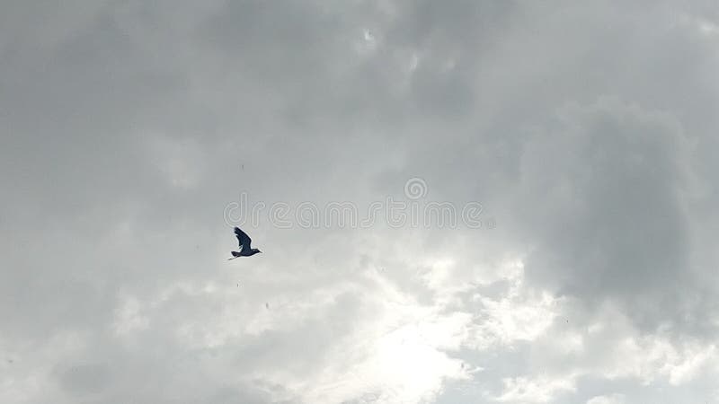 Bird cloud editorial photo. Image of flight, daytime - 95557051