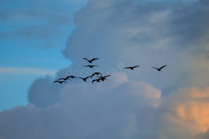 Silhouette of Birds Flying Home in Dark Storm Clouds Stock Photo ...