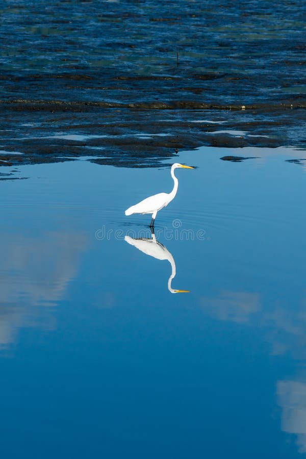 Bird and Sky Reflex on Water Stock Photo - Image of reflection, bird ...