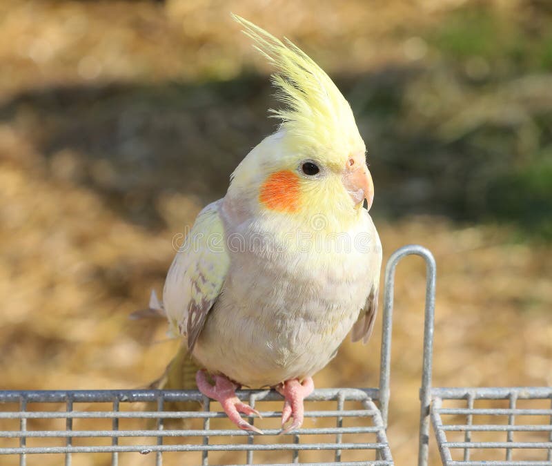 Bird of Cockatiel Parrot Species with a Long Feathered Crest of ...